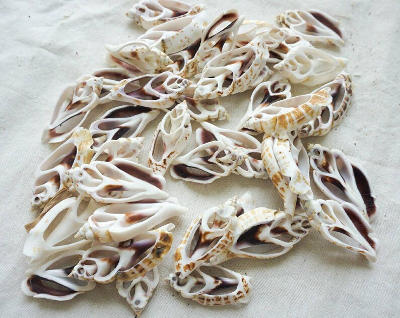 Sliced Sea Shell Material | Sea Shell for Crafting | Natural Sea Shell ...