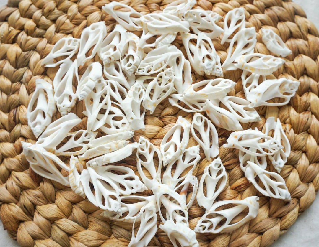 Sliced Sea Shell Material | Sea Shell for Crafting | Natural Sea Shell ...