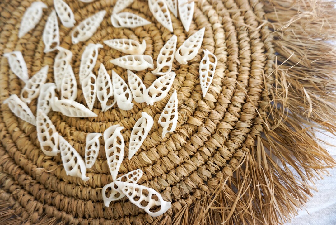 White Sliced Sea Shell Material | Sea Shell for Crafting | Natural Sea ...