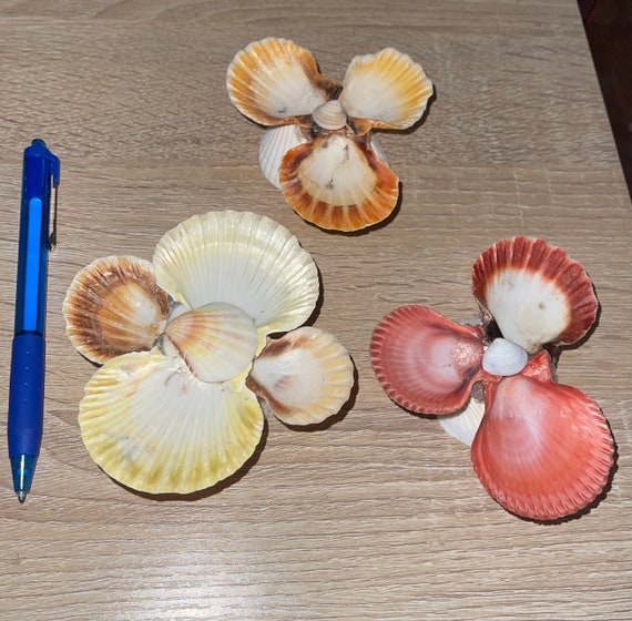 Hermit Crab Food Dish Hand Picked Colors | Etsy