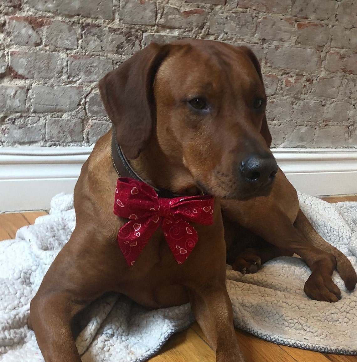 Personalized dog bows dog bows sailor bow for dogs bows for | Etsy