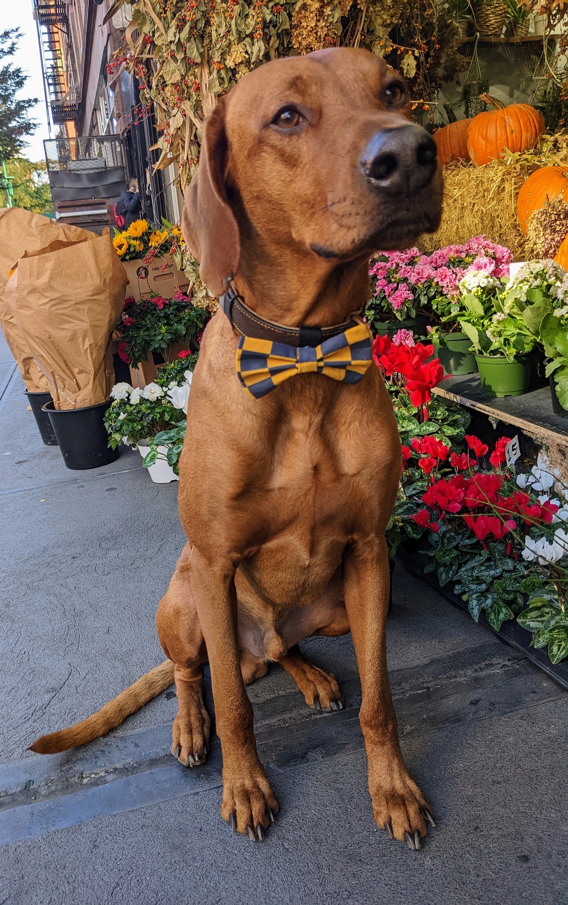 College Football Dog Bows , Notre Dame Fighting Irish Bow Tie for Dogs ...