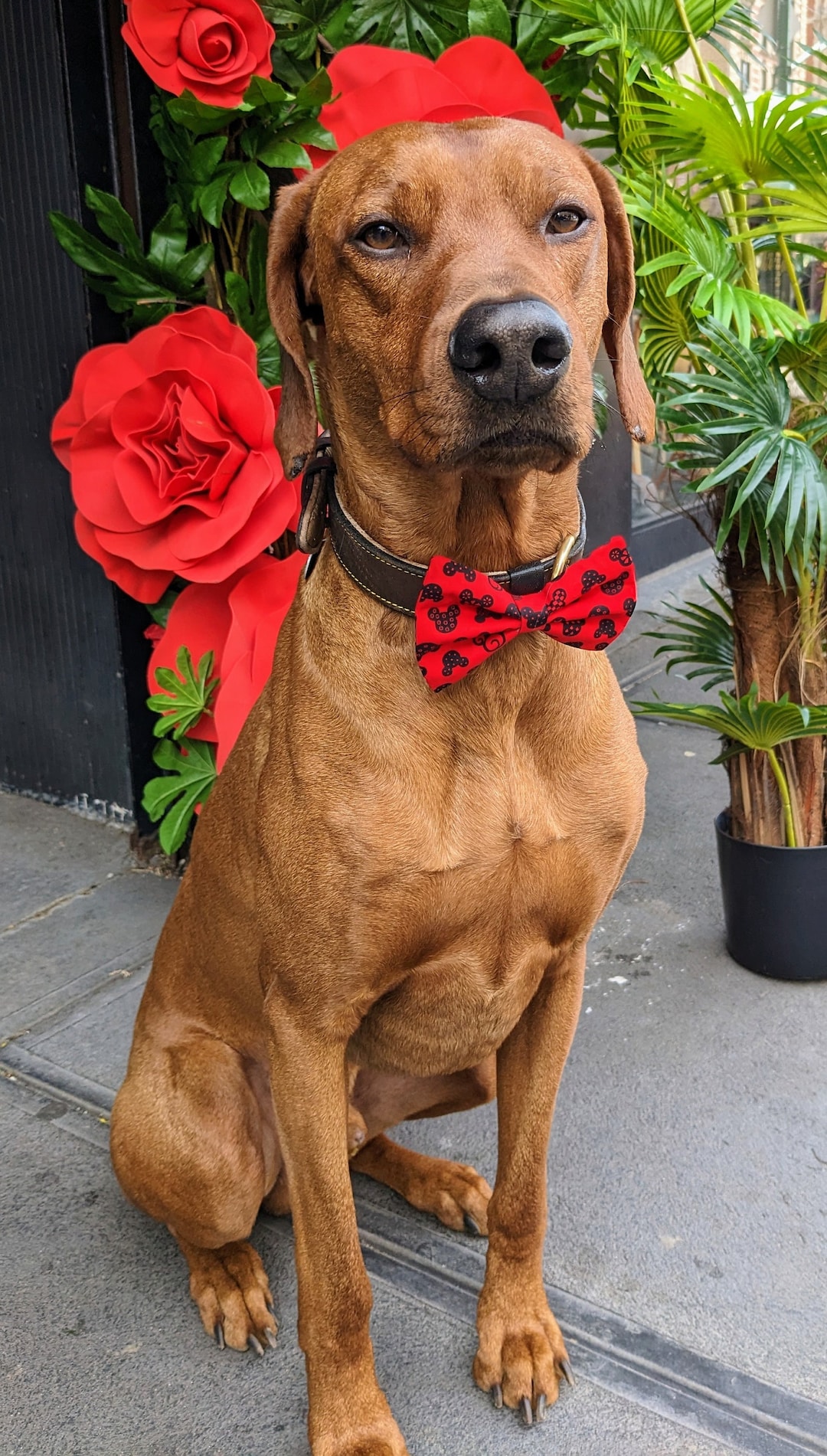 Disney Mickey and Minnie Red and Black Dog Bows, Mickey Mouse Bow Ties ...