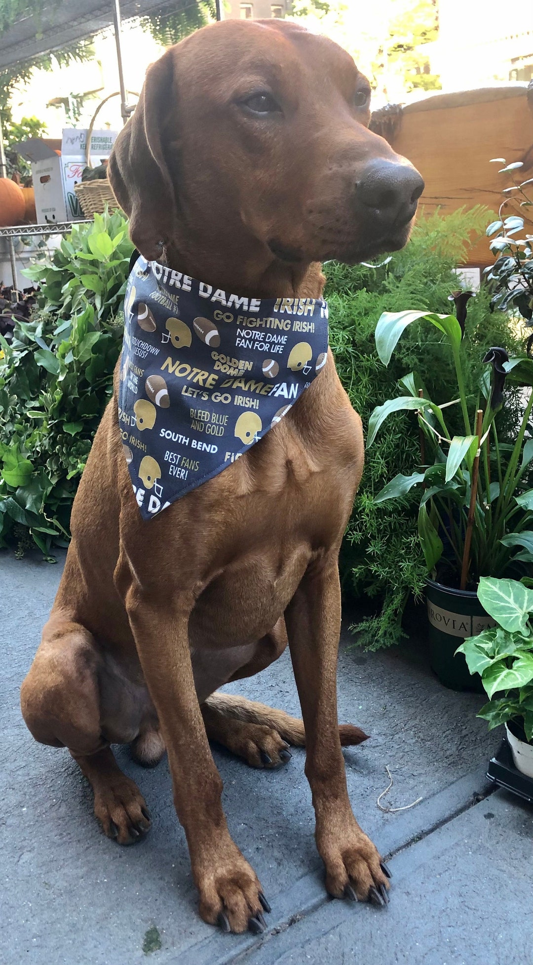 College Football Bandana , Notre Dame Fighting Irish Bandana for Dogs ...