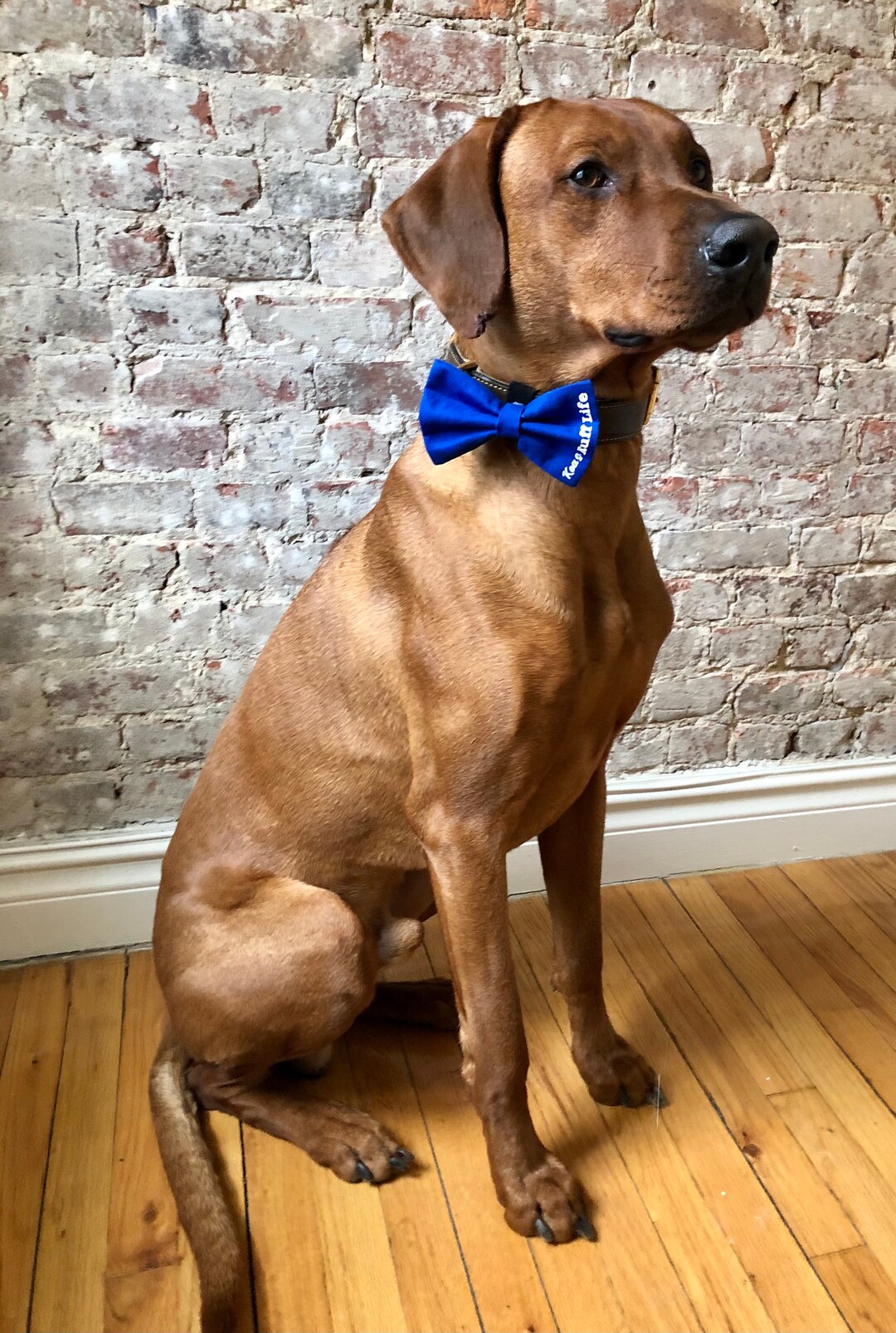 Personalized Dog Bows, Customized Bow Ties for Dogs, Fahionable Dog ...