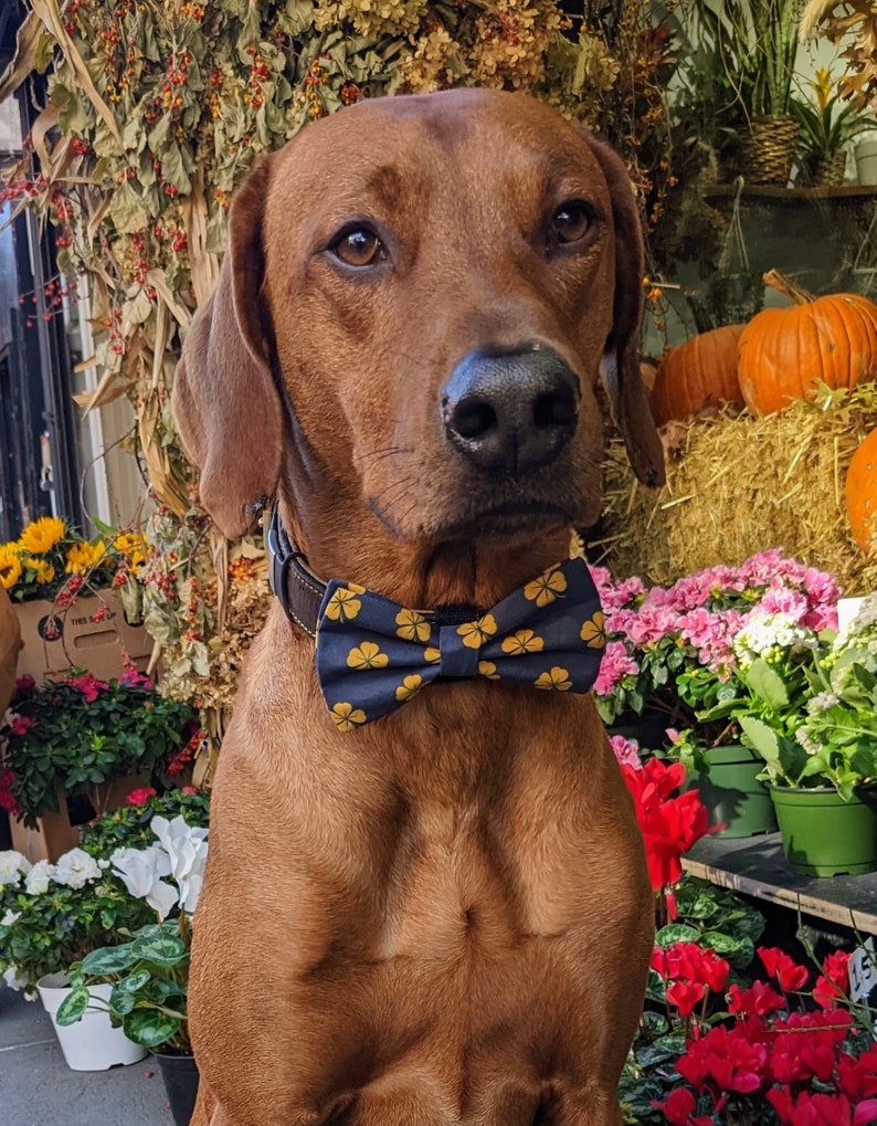 College Football Dog Bows Notre Dame Fighting Irish Bow Tie - Etsy