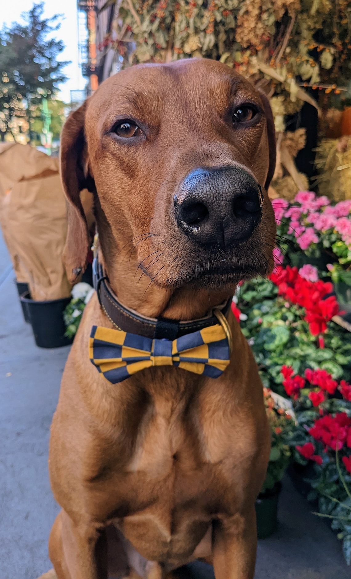 College Football Dog Bows , Notre Dame Fighting Irish Bow Tie for Dogs ...