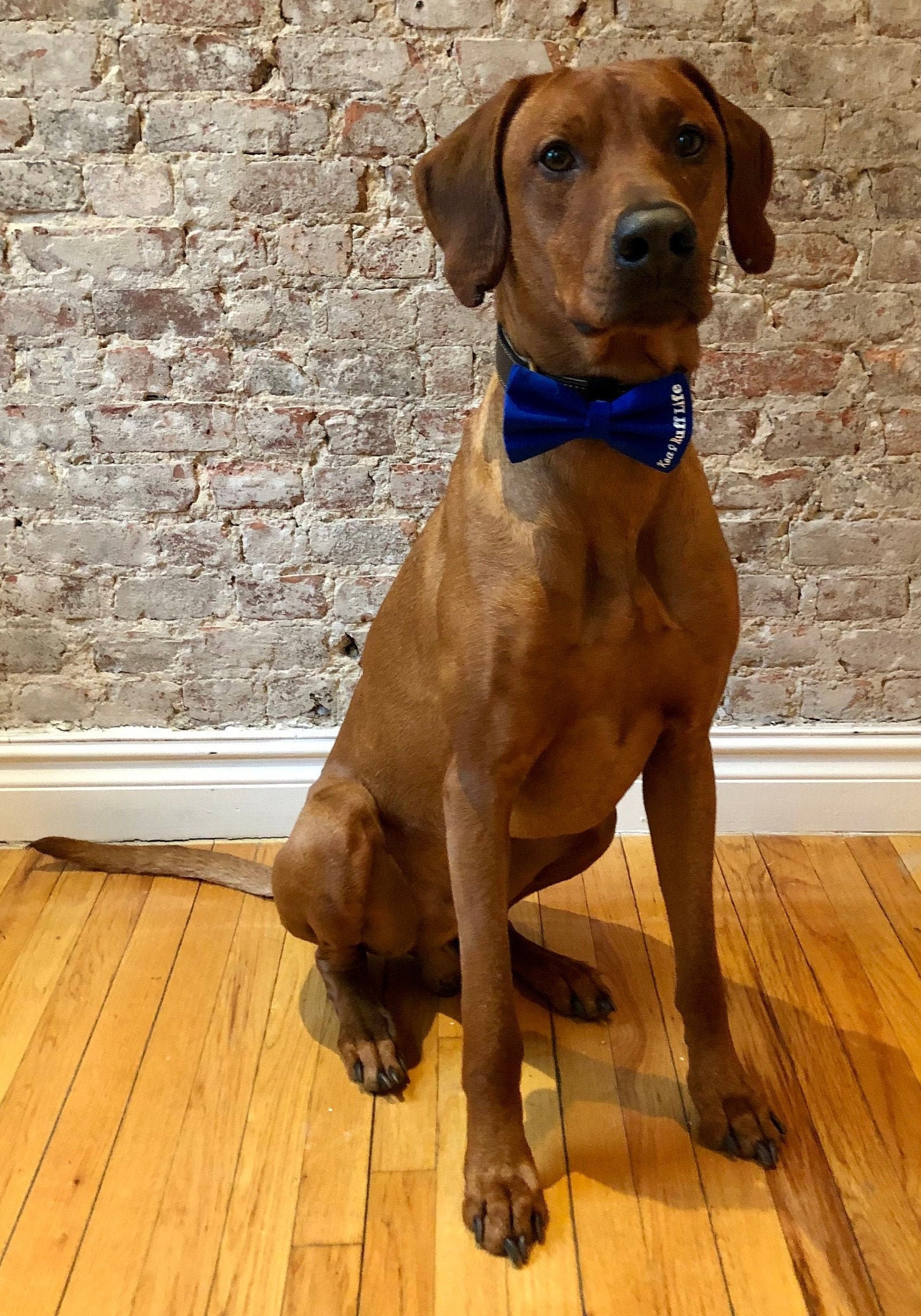 Personalized dog bows customized bow ties for dogs | Etsy