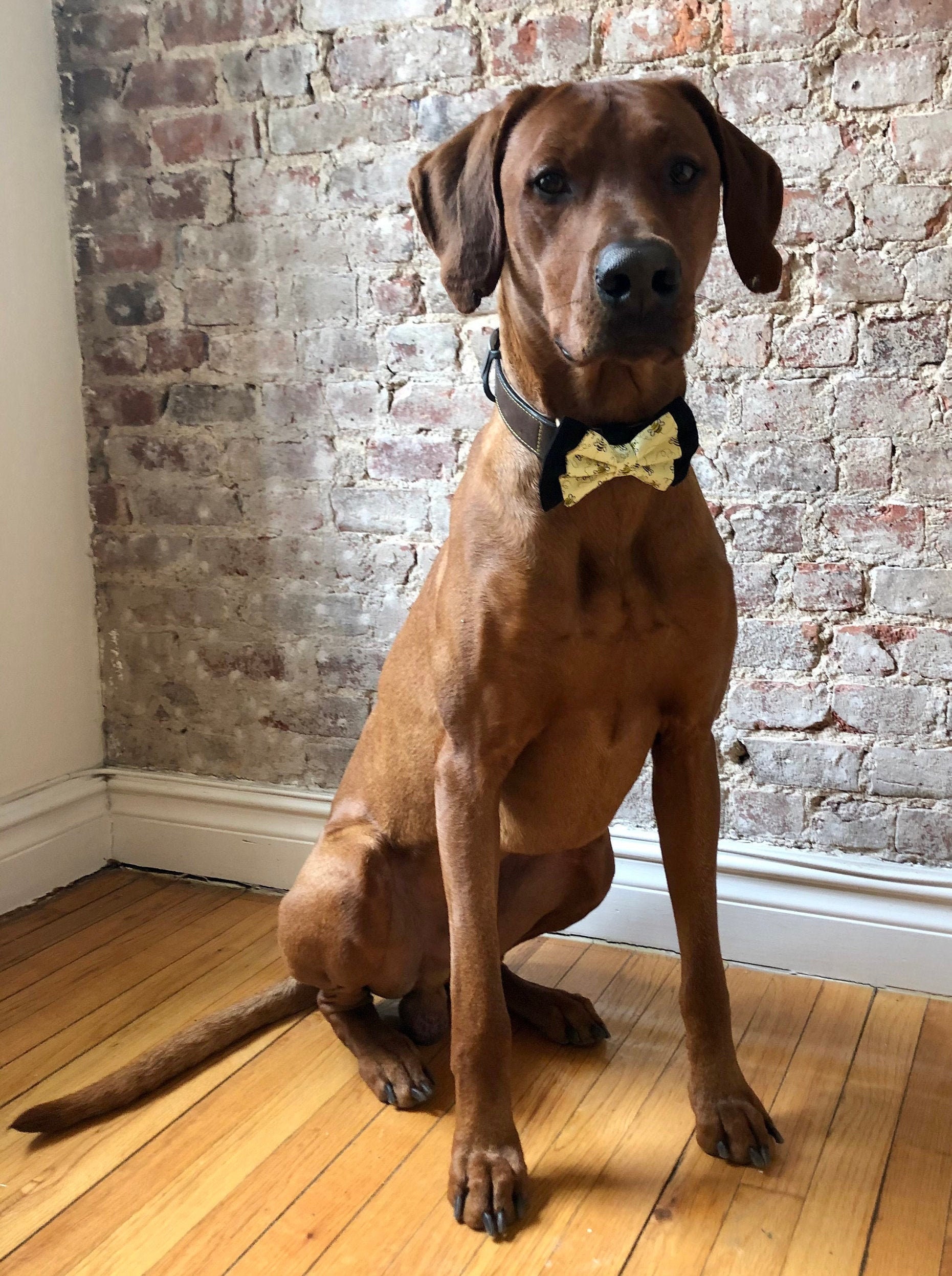 Double-layered bows for dogs two pattern dog bow ties large | Etsy