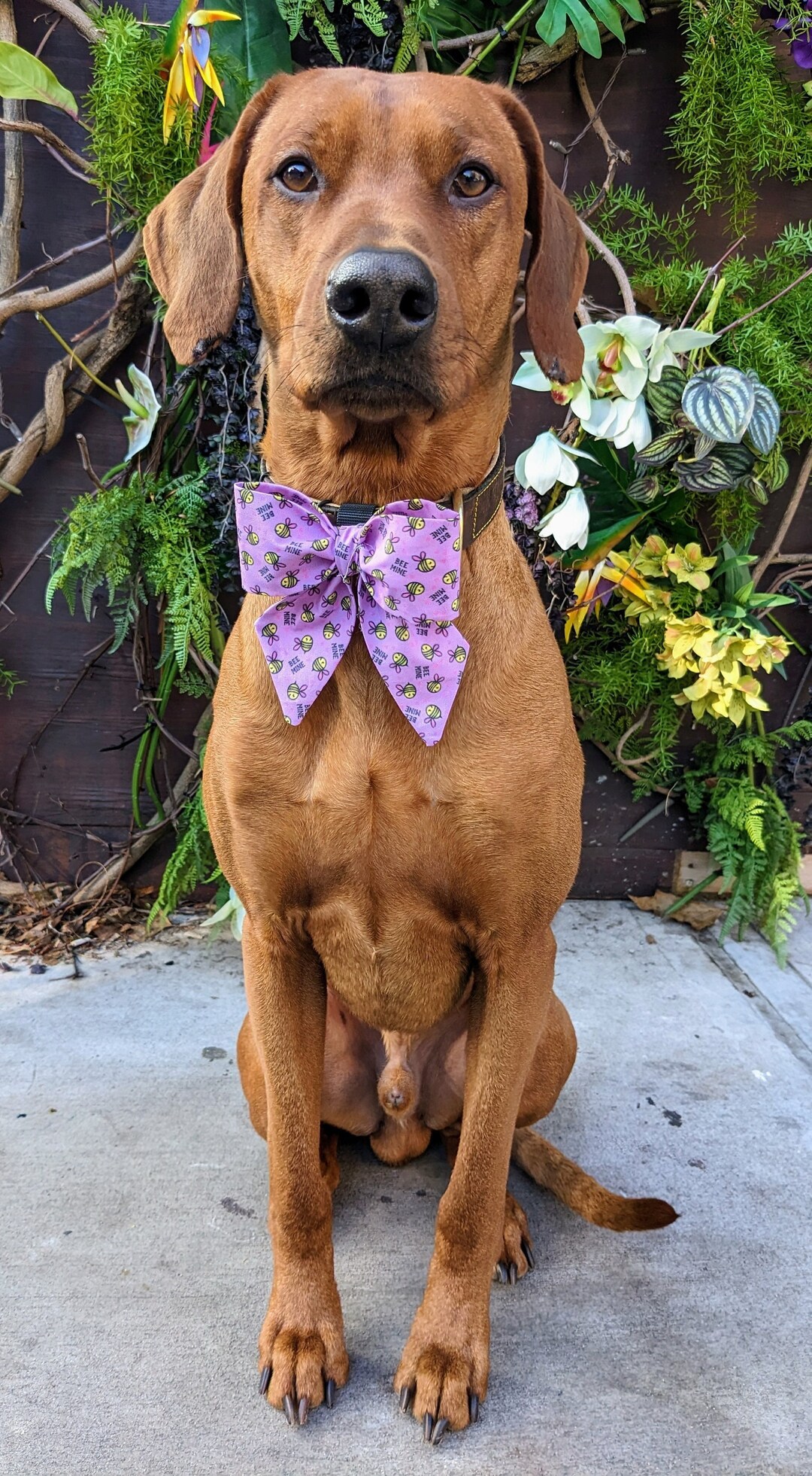 Bee Mine Dog Bows, Valentines Bows for Dogs, Bees, Purple Dog Bow Ties ...