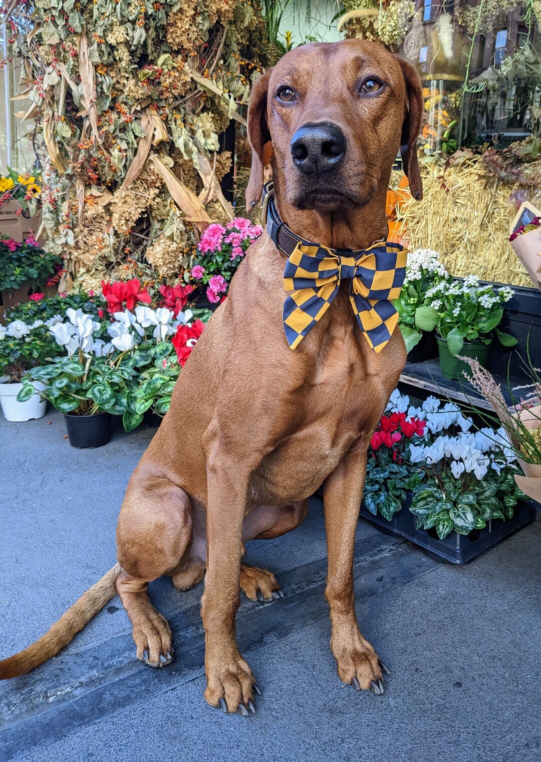 College Football Dog Bows , Notre Dame Fighting Irish Bow Tie for Dogs ...