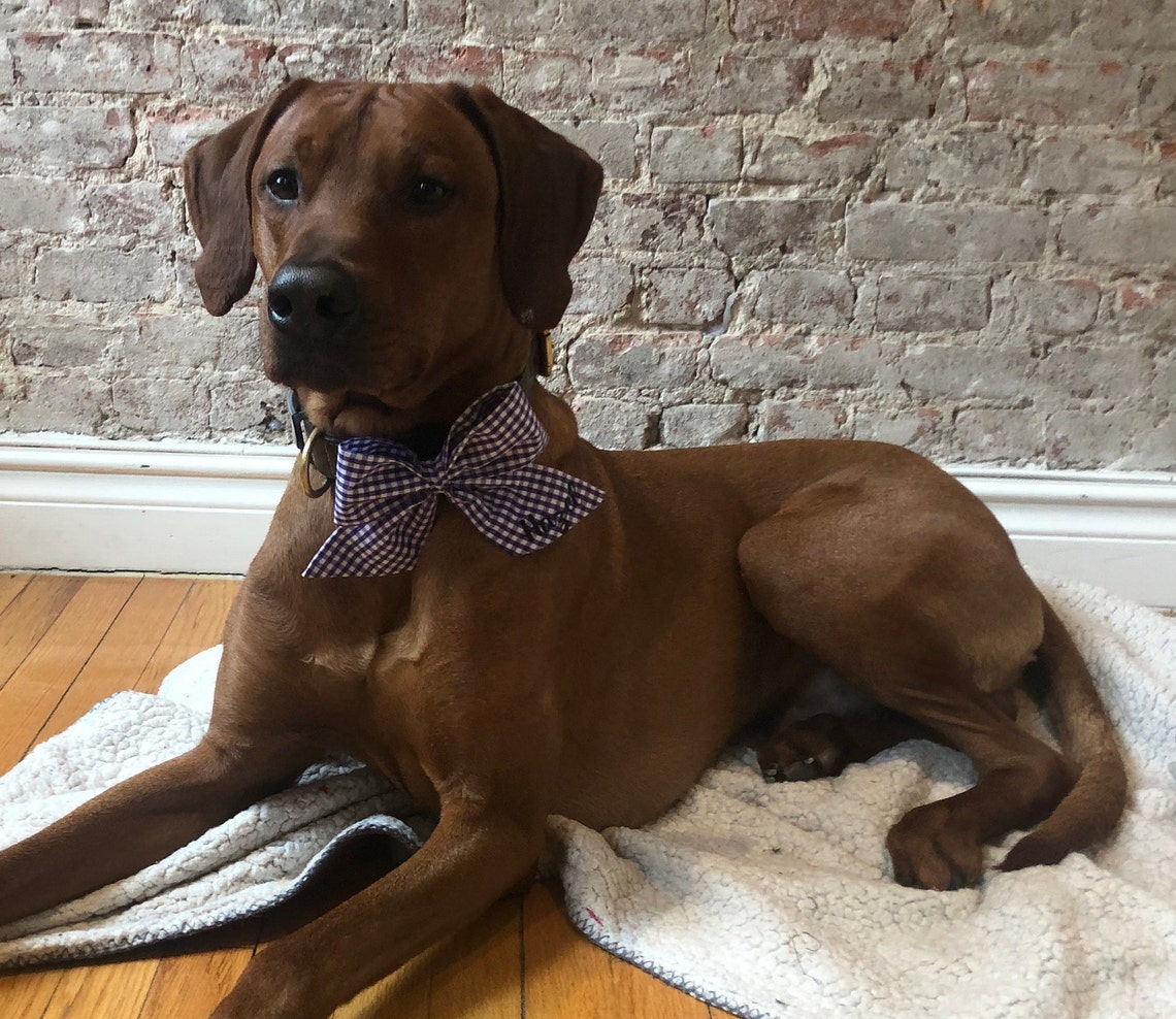 Personalized dog bows dog bows sailor bow for dogs bows for | Etsy