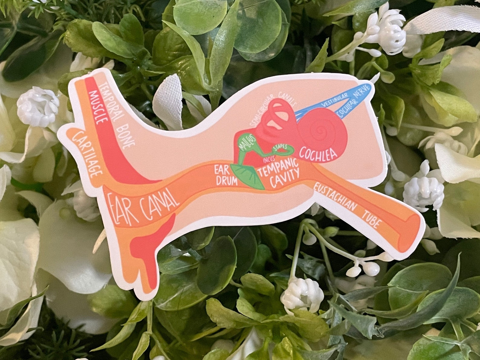 Ear Anatomy Sticker SLP Sticker Speech Anatomy Sticker | Etsy