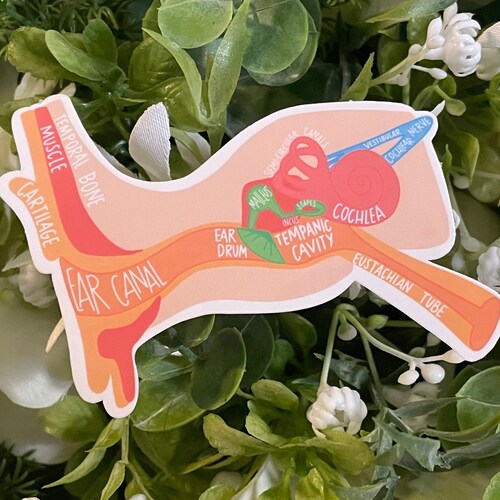 Ear Anatomy Sticker SLP Sticker Speech Anatomy Sticker | Etsy