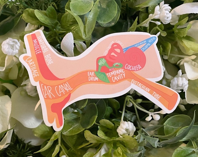 Ear Anatomy Sticker, SLP Sticker, Speech Anatomy Sticker, Labeled Ear ...