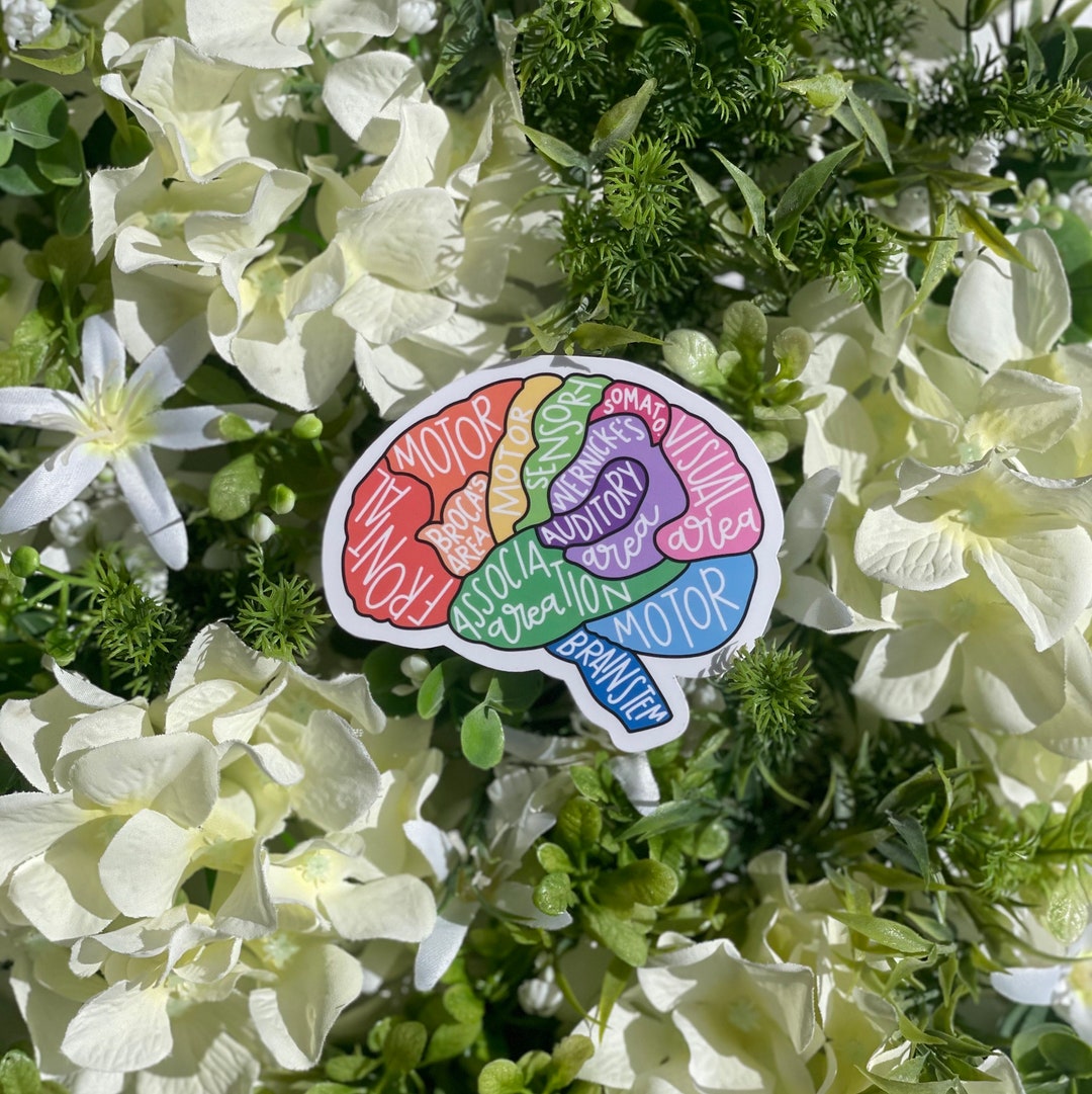 Colorful Brain Anatomy Sticker Anatomy Sticker Fun Brain - Etsy