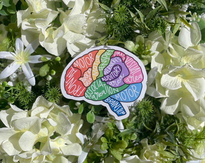 Colorful Brain Anatomy Sticker, Anatomy Sticker, Fun Brain Sticker - Etsy