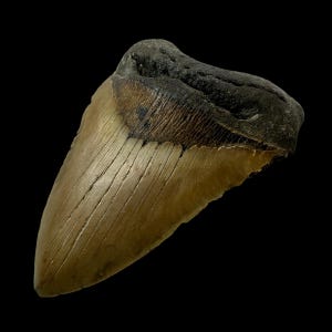 5.76" Megalodon Tooth Fossil - Authentic Prehistoric Fossil - All ...