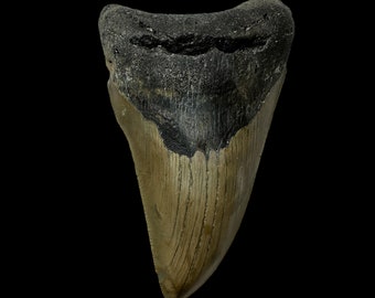 Megalodon Shark Tooth Fossil 4 Meg Tooth W/ Display Stand - Etsy