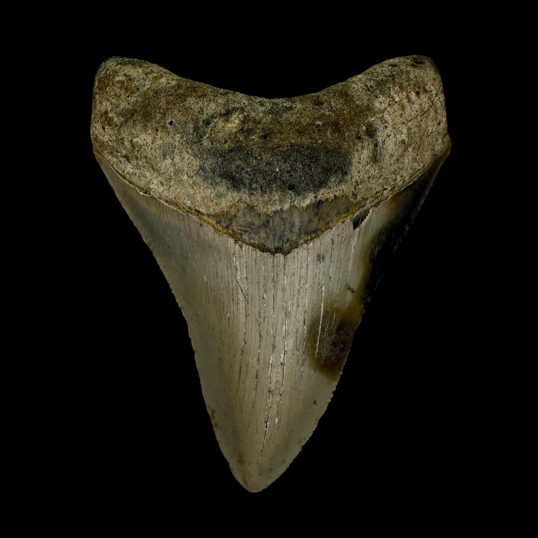 Real Megalodon Shark Tooth Fossil - 3.30” - Diver Recovered ...