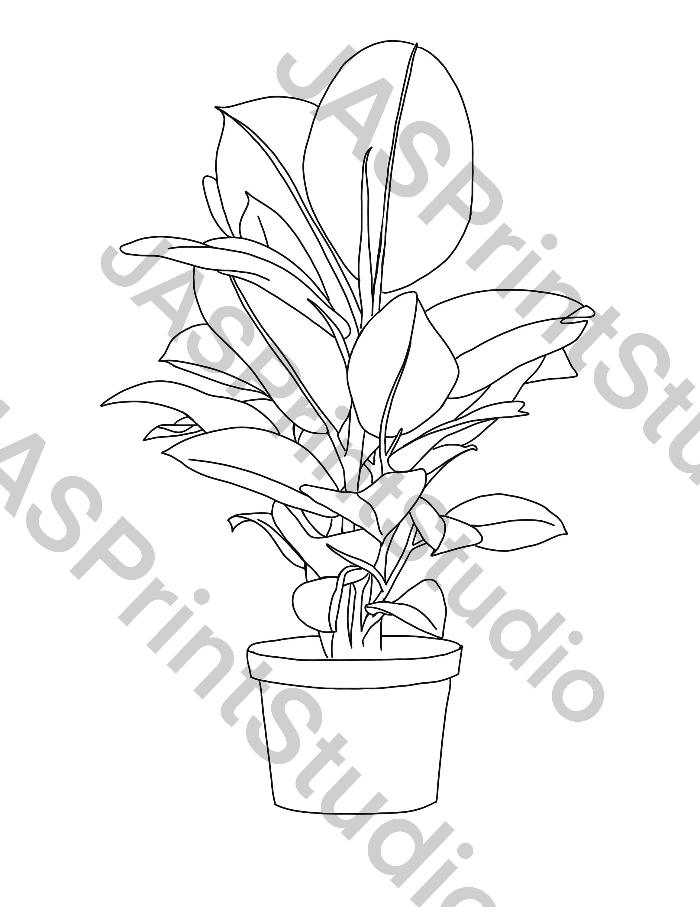 Houseplants Printable Coloring, Rubber Tree - Etsy