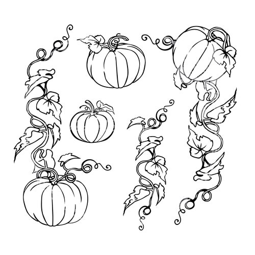 Autumn/fall/halloween Pumpkin Vines Illustration SVG Digital - Etsy