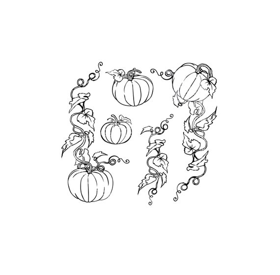 Pumpkin Vines Drawing
