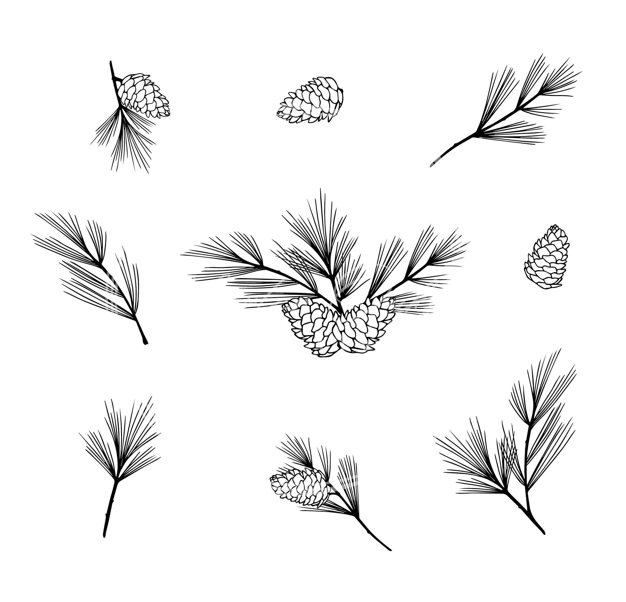 Pine Branch Drawing