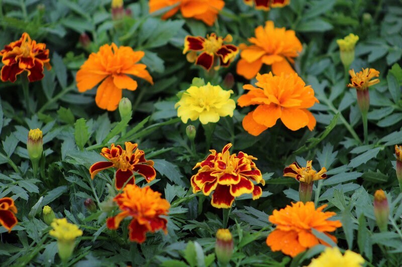 Live BONANZA HARMONY MARIGOLD MIx In Bloom 3-5 Flower | Etsy