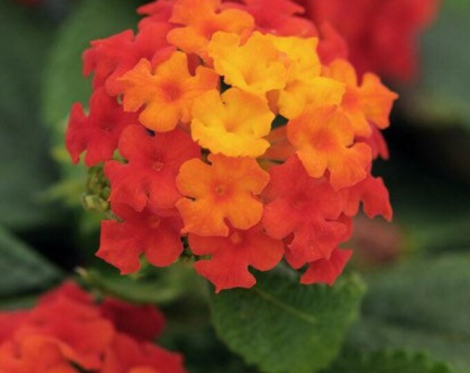Live LANTANA BLOOMIFY RED in Bloom 4-8" Flower Plants Spring Garden - Etsy