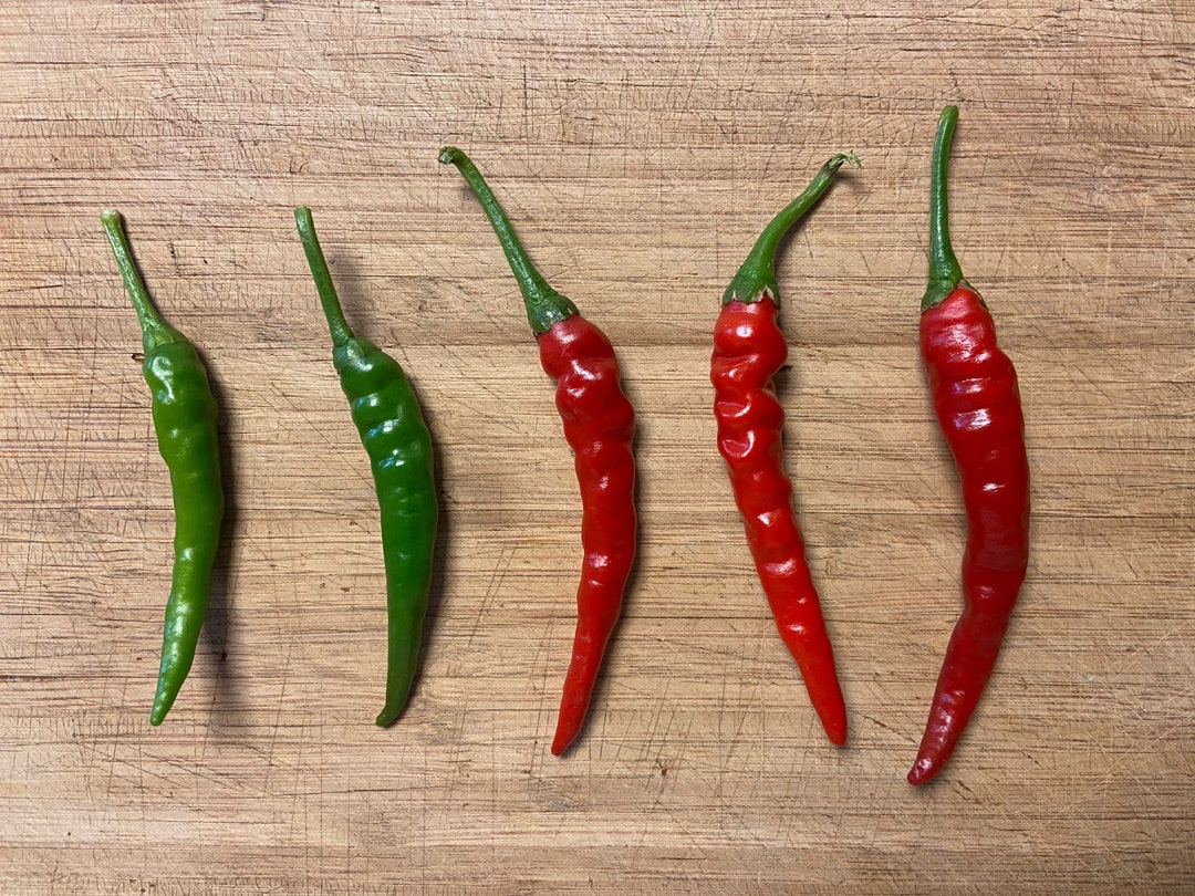 3 Live Cheongyang Korean Gochu 4-6" Hot Pepper Plants Spring Garden ...