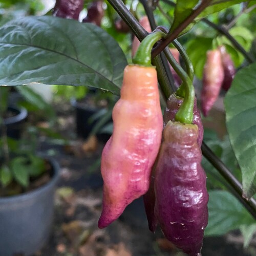 Jigsaw Pepper Seeds - Etsy