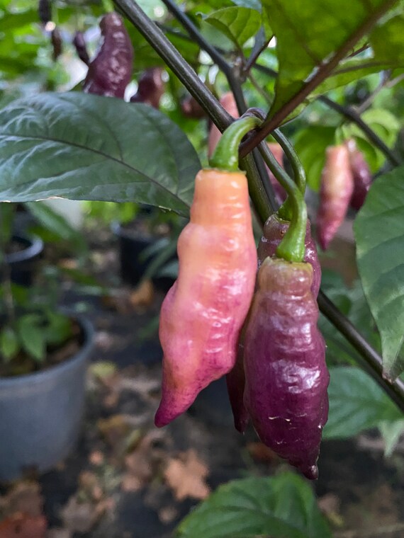 10 Seeds Rare PINK TIGER Pepper Seeds Plants Garden Super Hot | Etsy