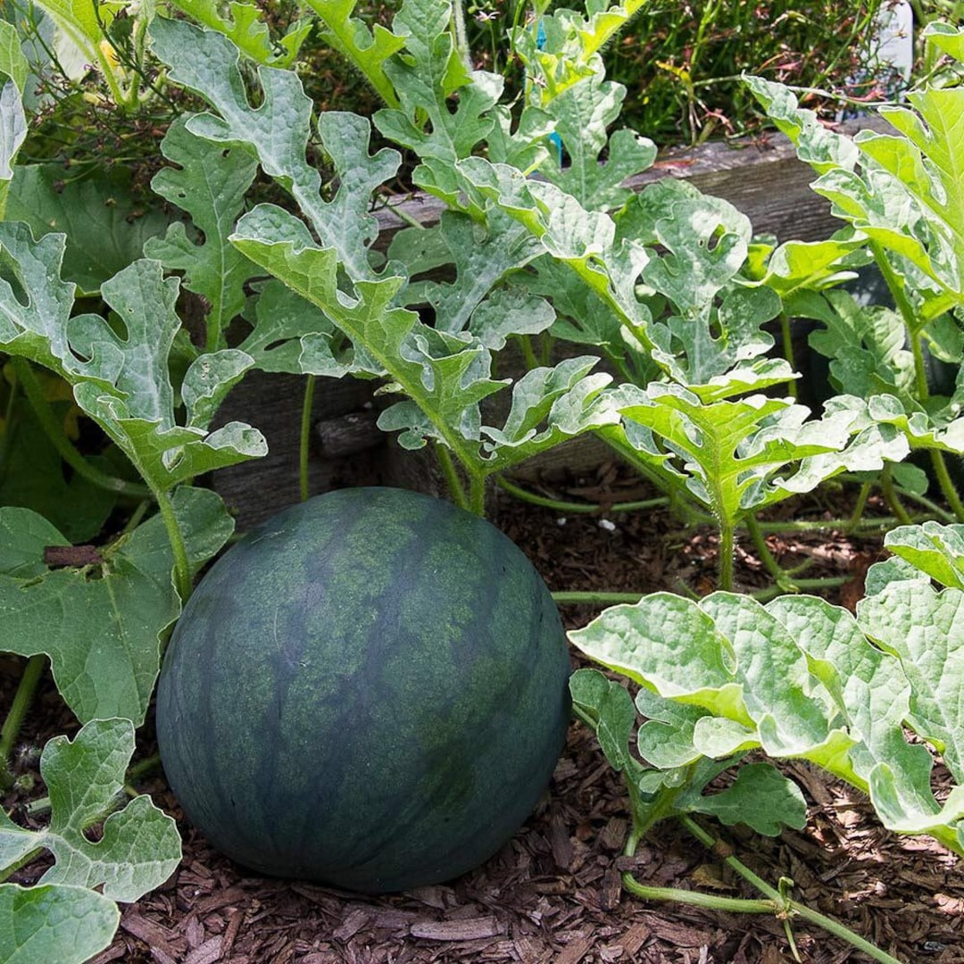 Icebox Watermelon Plants