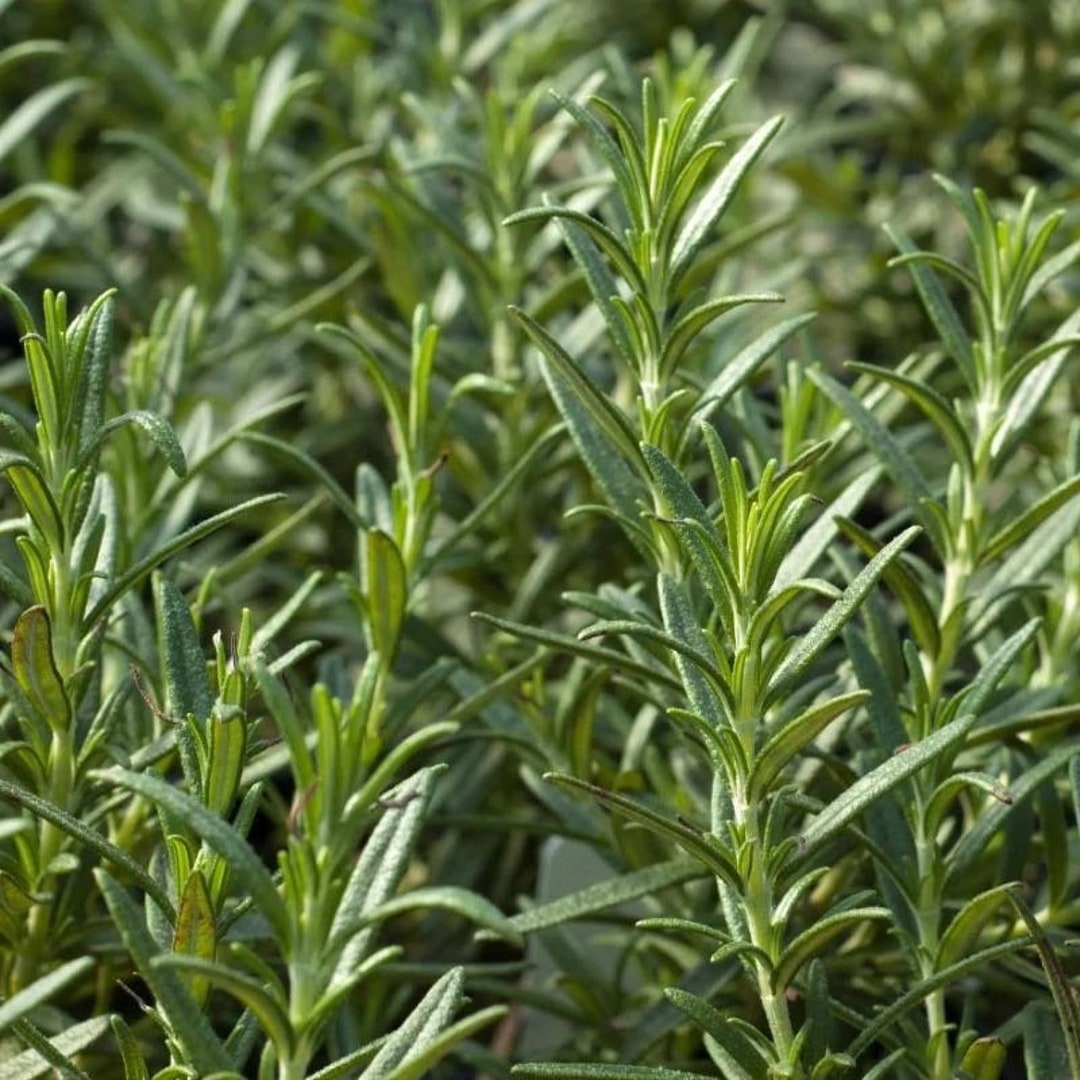 Live ROSEMARY 5-7” Herb Plants Spring Garden Seedlings - Etsy