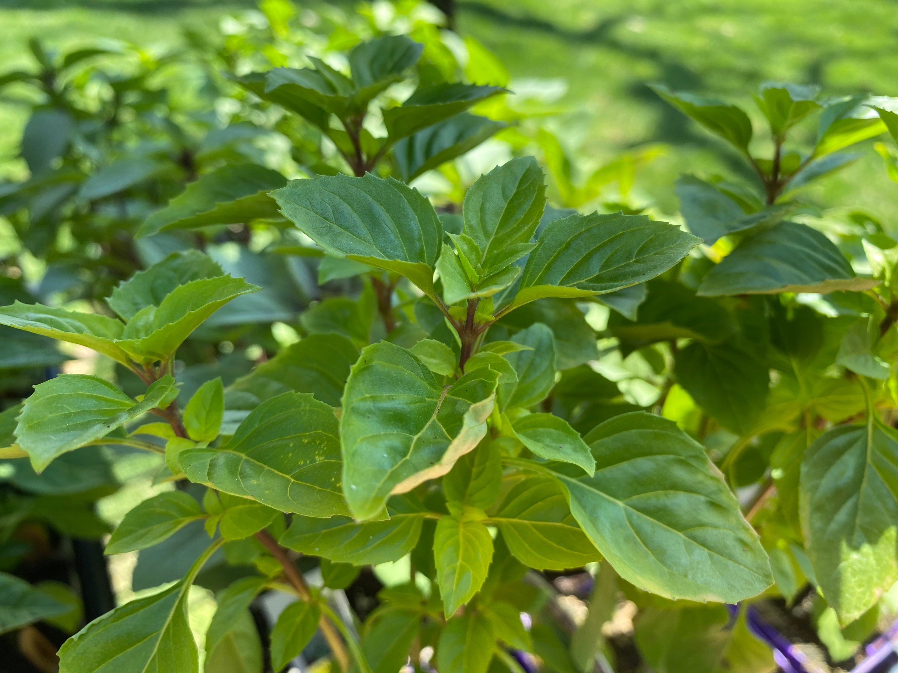 Live GREEK COLUMNAR BASIL 7-10 Herb Plants Spring garden | Etsy
