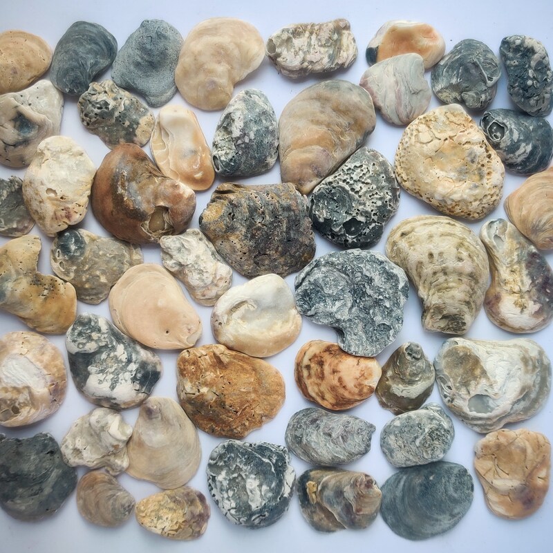 Bulk Seashells - Etsy