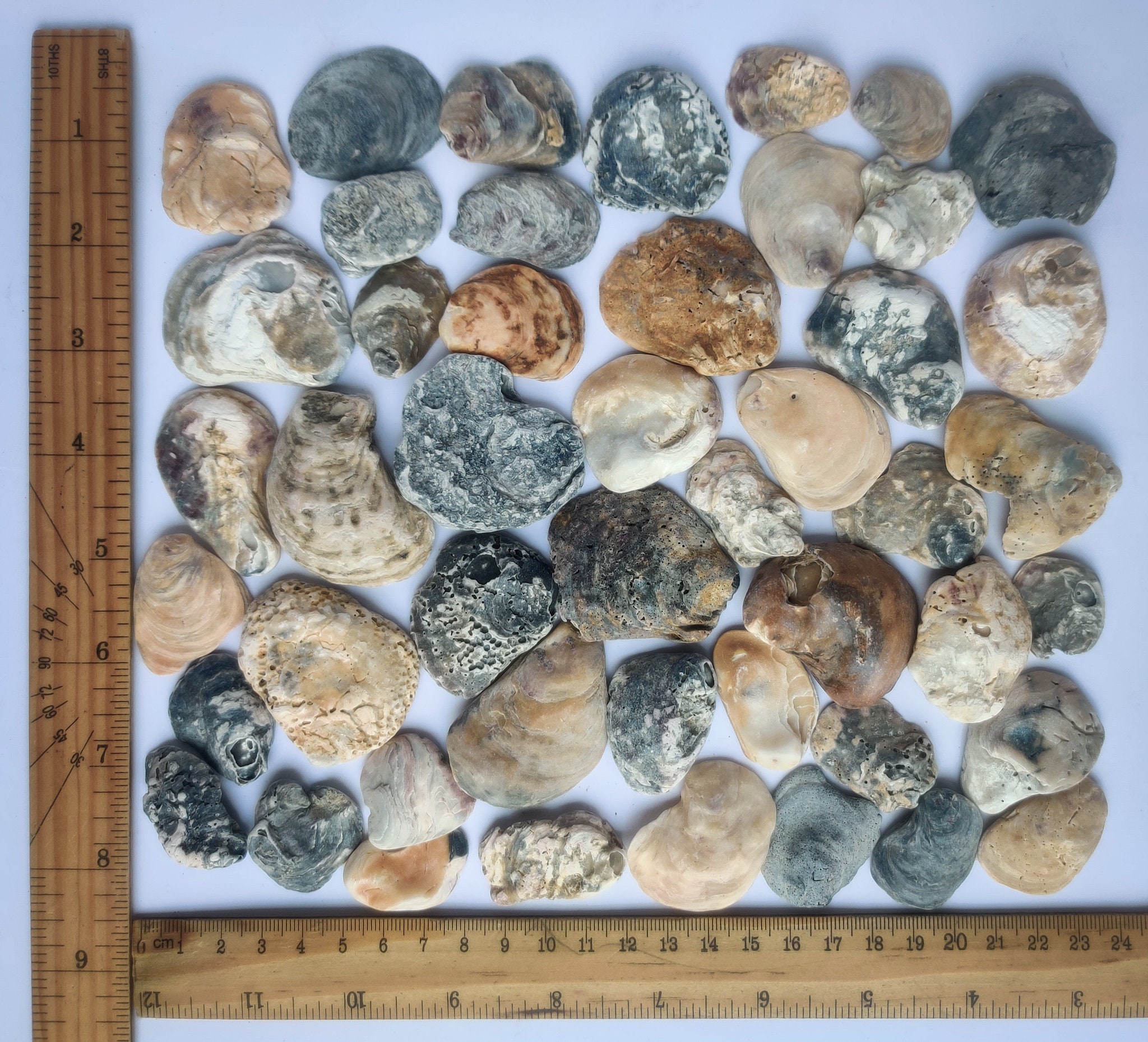 Vintage Oyster Sea Shells Bulk lot 25-75 Genuine | Etsy