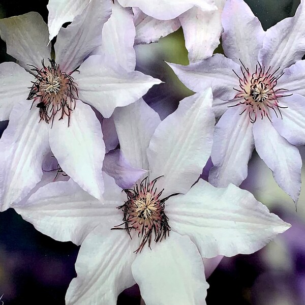 Clematis - Etsy