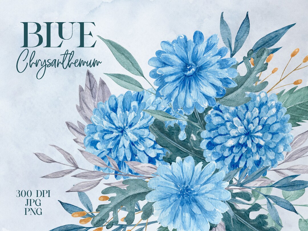 Watercolor Winter Flower Clipart Chrysanthemum Painting Blue - Etsy