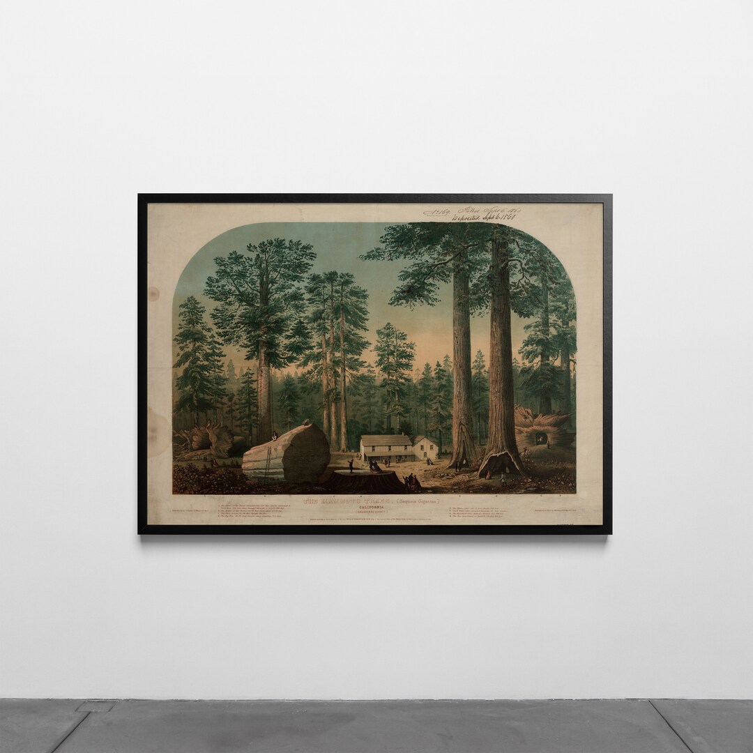 The Mammoth Trees (sequoia Gigantea), California (calaveras County ...