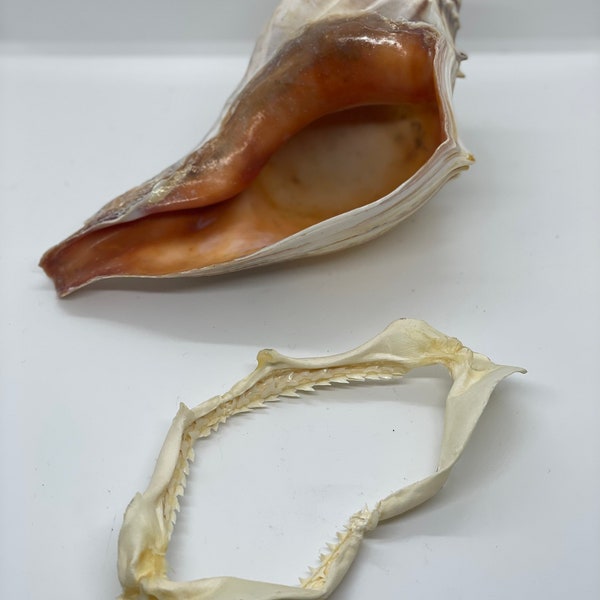 Shark Jaws Real - Etsy