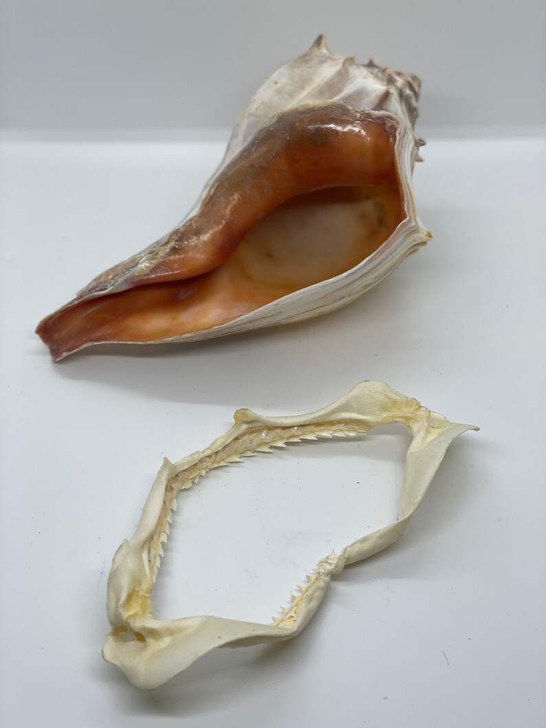Shark Jaw Seashell Set, Taxidermy Real Shark Teeth, Shell, Shellfish ...