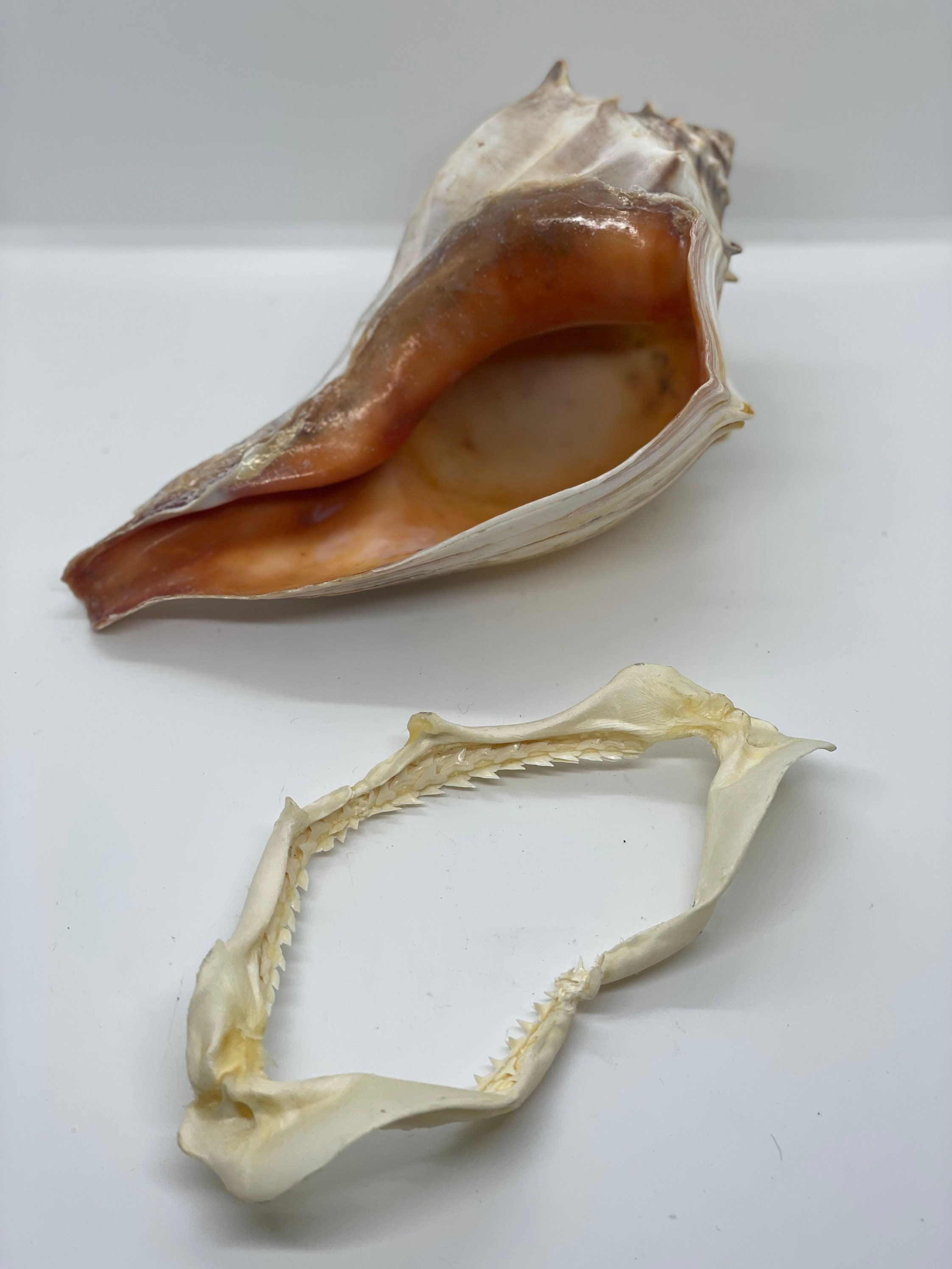 Shark Jaw Seashell Set, Taxidermy Real Shark Teeth, Shell, Shellfish ...