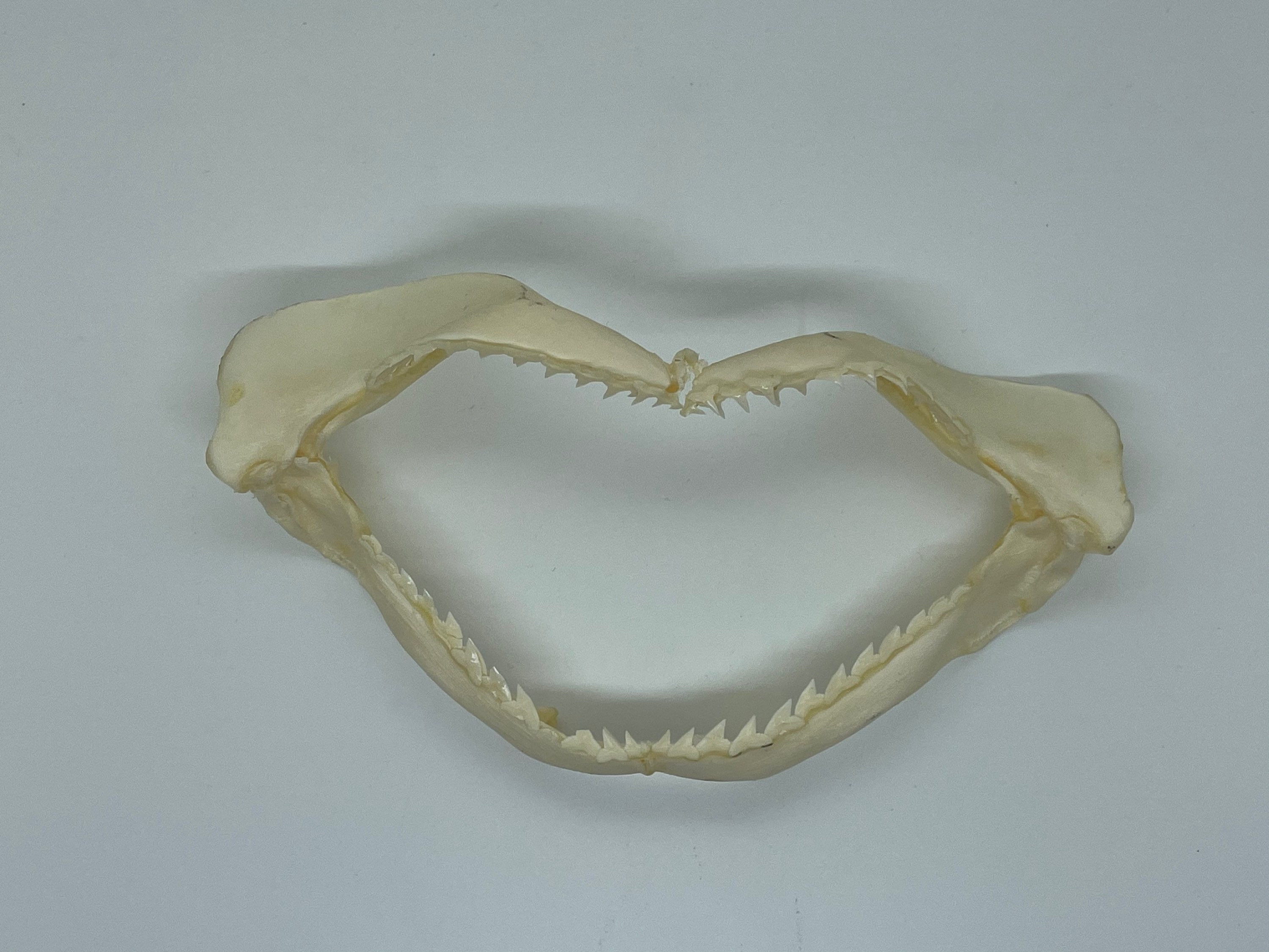 Shark Jaw Seashell Set, Taxidermy Real Shark Teeth, Shell, Shellfish ...