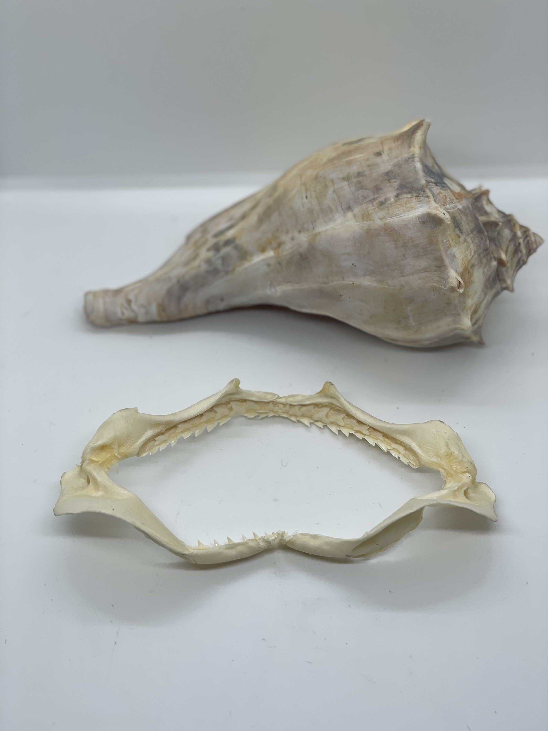 Shark Jaw Seashell Set, Taxidermy Real Shark Teeth, Shell, Shellfish ...