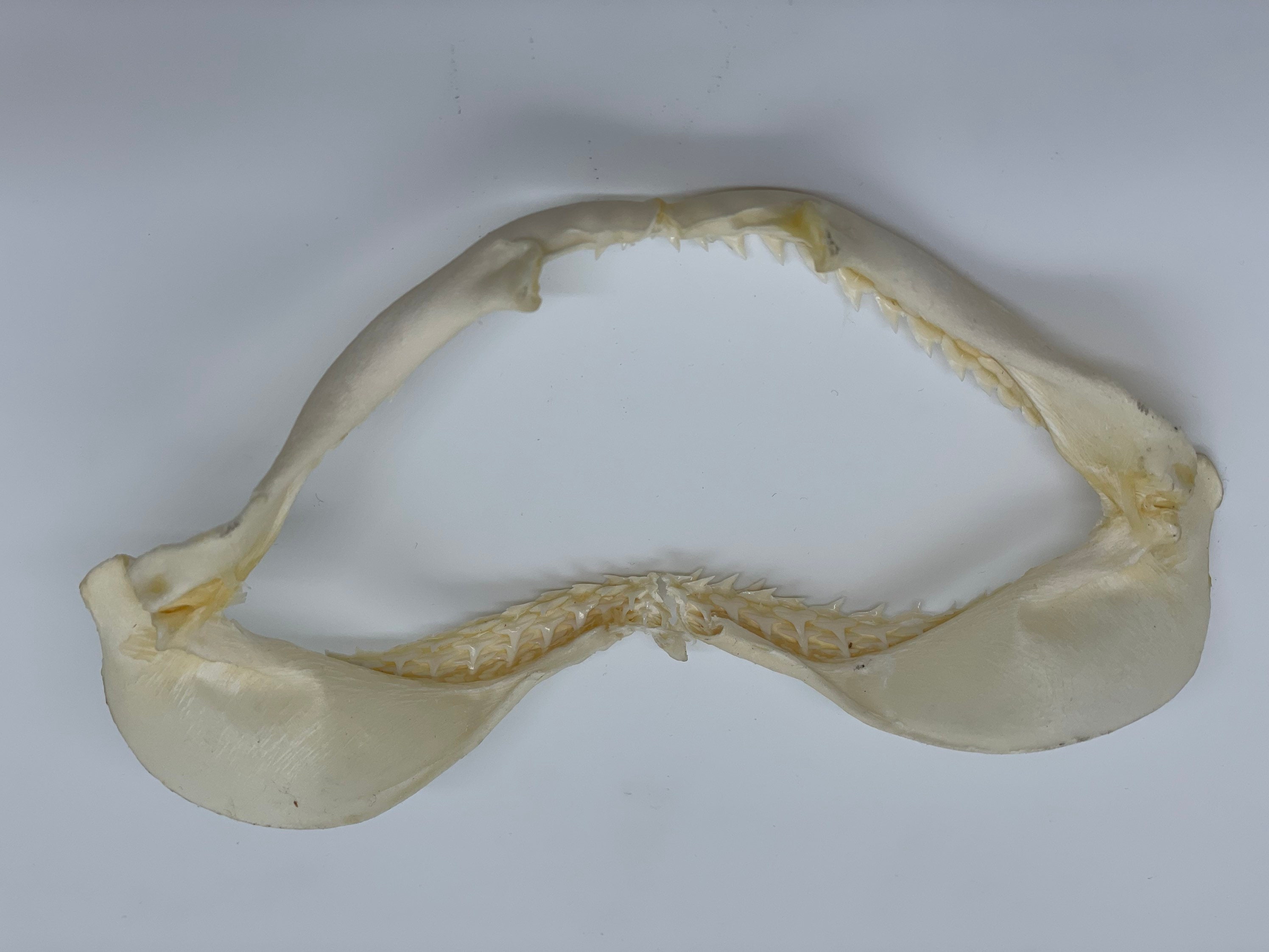 Shark Jaw Seashell Set, Taxidermy Real Shark Teeth, Shell, Shellfish ...