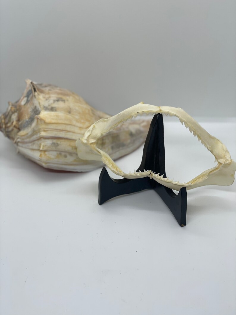 Shark Jaw Seashell Set, Taxidermy Real Shark Teeth, Shell, Shellfish ...