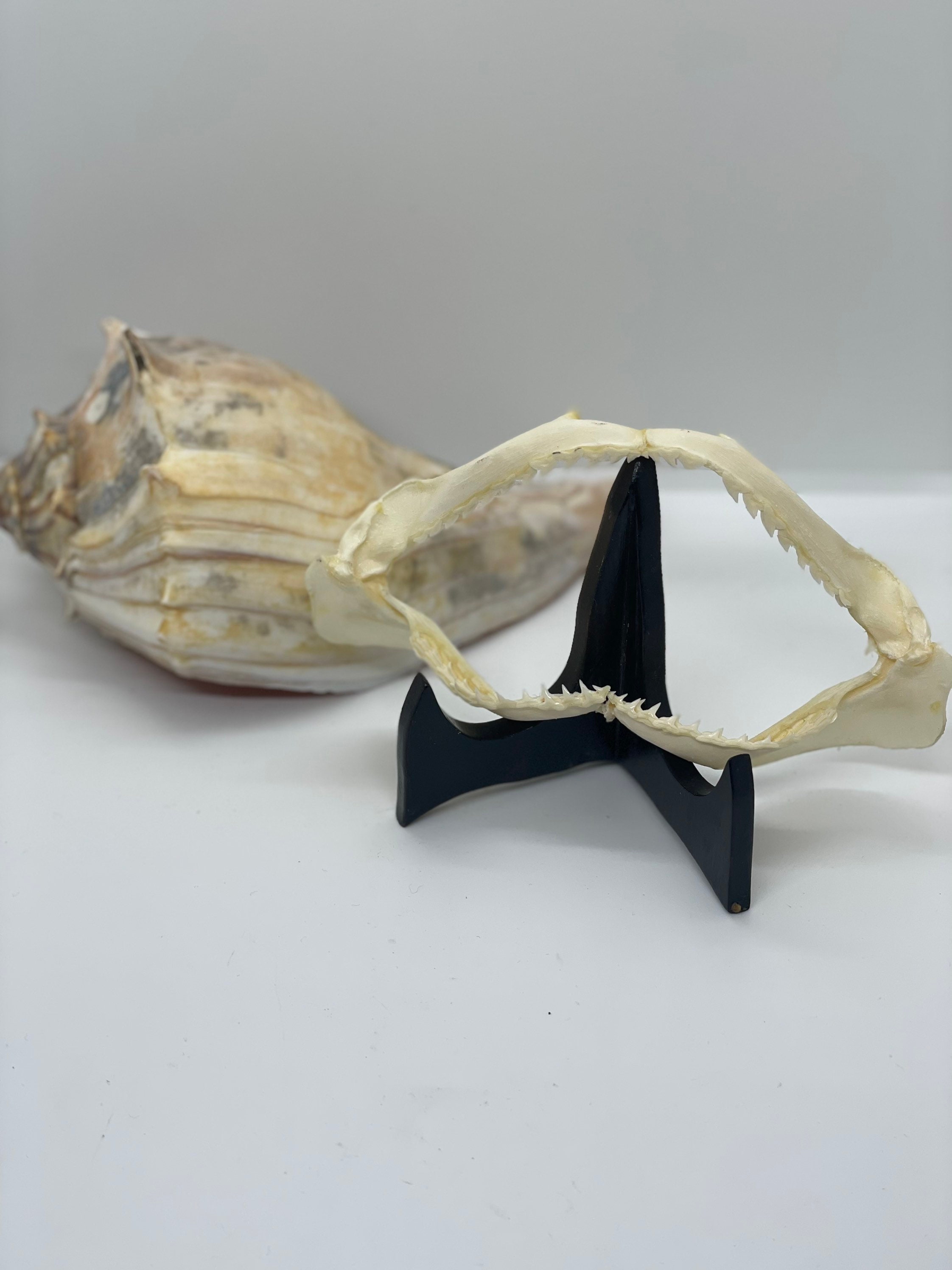 Shark Jaw Seashell Set, Taxidermy Real Shark Teeth, Shell, Shellfish ...