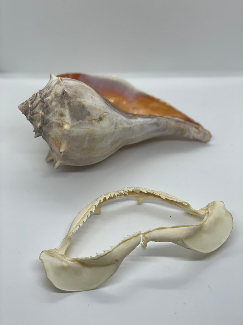 Shark Jaw Seashell Set Taxidermy Real Shark Teeth Shell - Etsy